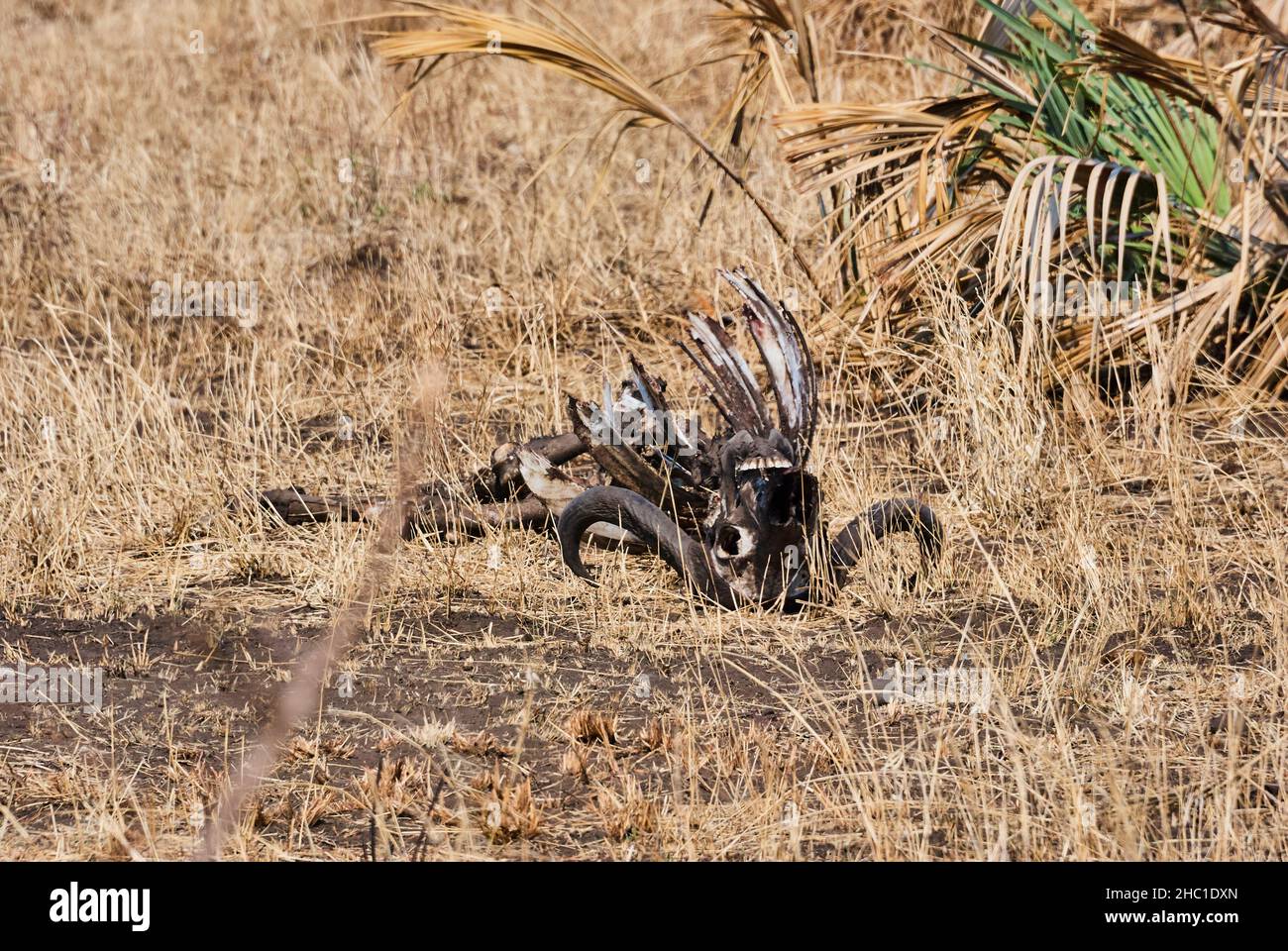 Dead cattle landscape hi-res stock photography and images - Alamy