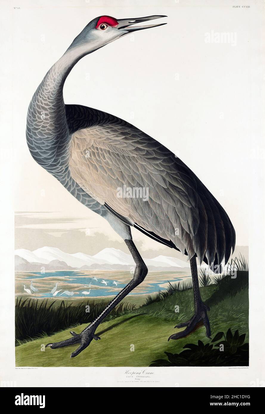 Hooping Crane from Birds of America (1827) by John James Audubon (1785 ...