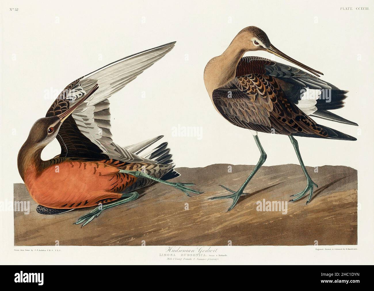 Godwit drawing hi-res stock photography and images - Alamy