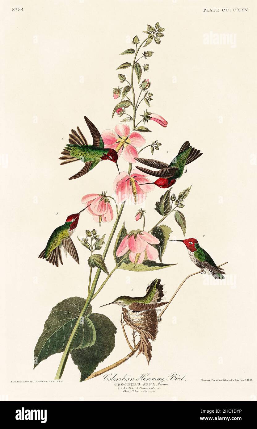 Columbian hummingbird hi-res stock photography and images - Alamy