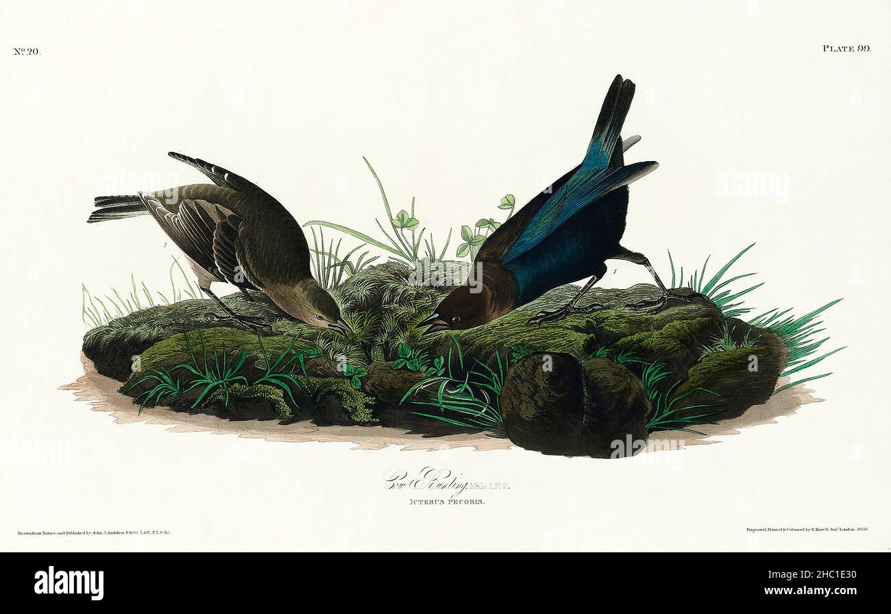 Sketch of cow from hi-res stock photography and images - Alamy