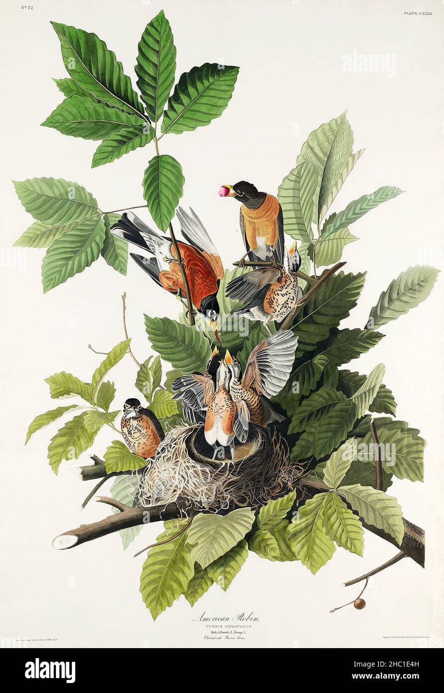 American Robin from Birds of America (1827) by John James Audubon (1785 ...