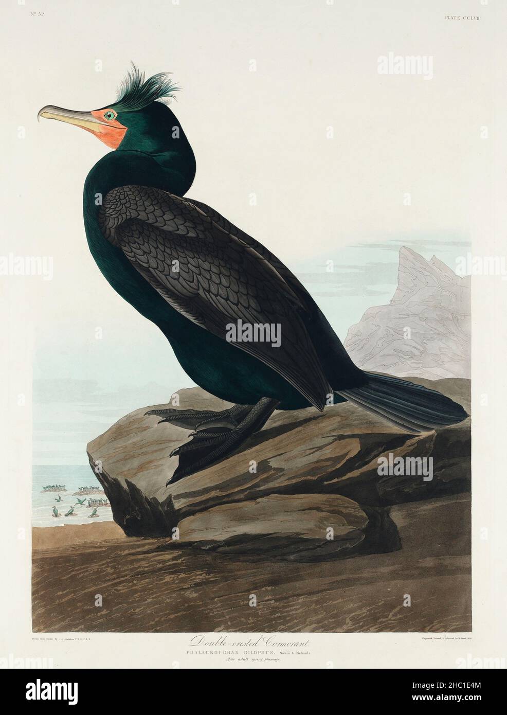 Double-crested Cormorant from Birds of America (1827) by John James ...