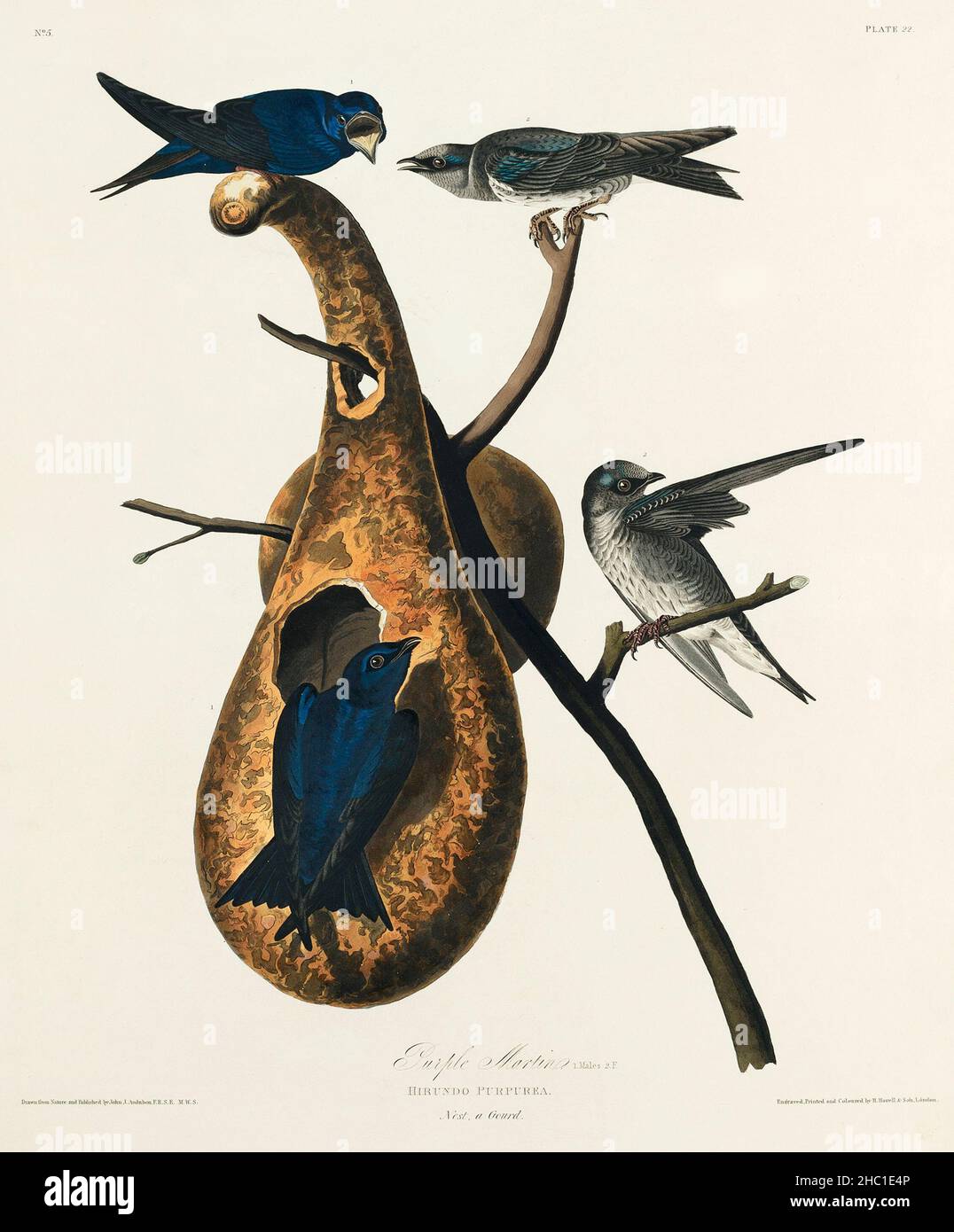 John James Audubon