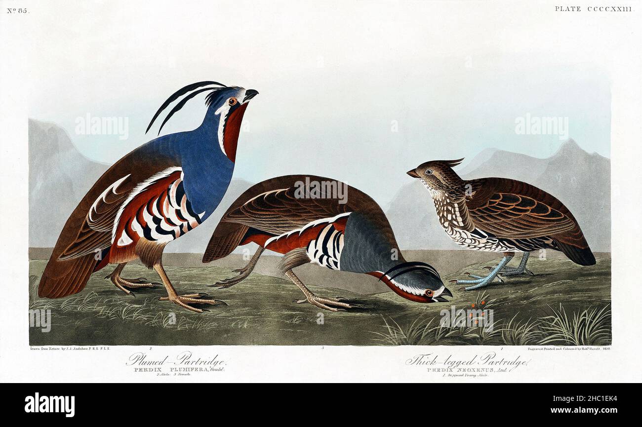 Perdix plumifera hi-res stock photography and images - Alamy