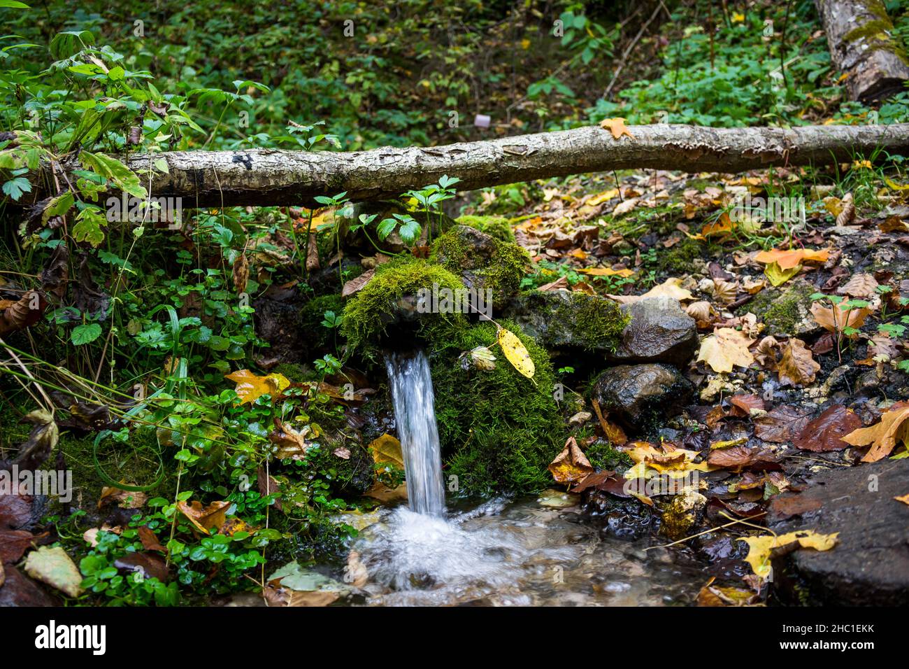 Water flowing from a forest spring. Spring overgrown with moss Stock ...