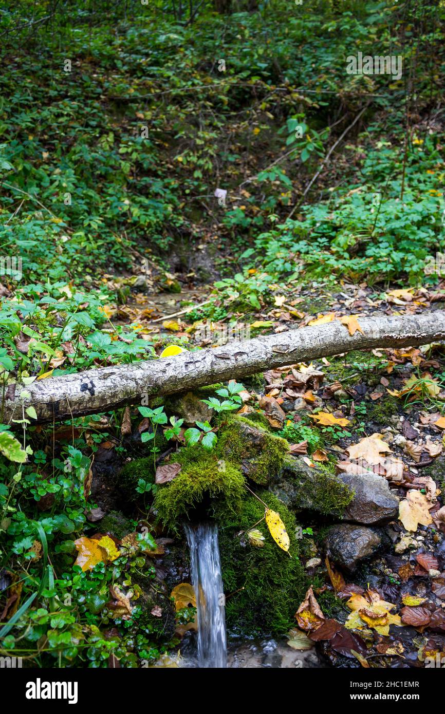 Water flowing from a forest spring. Spring overgrown with moss Stock ...