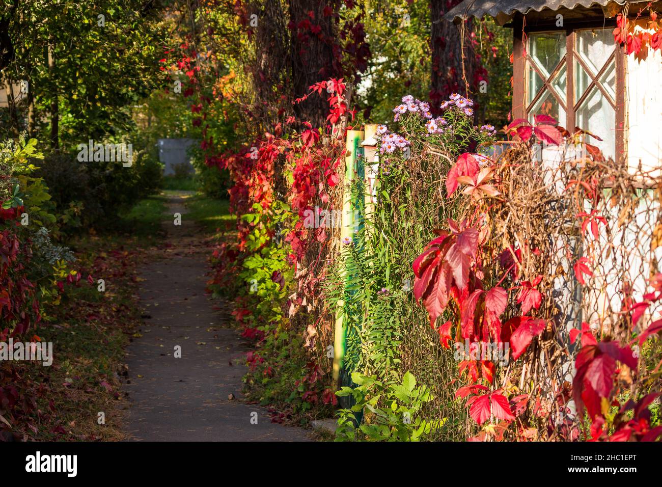 Cozy courtyard with colorful Virginia creeper (Parthenocissus ...