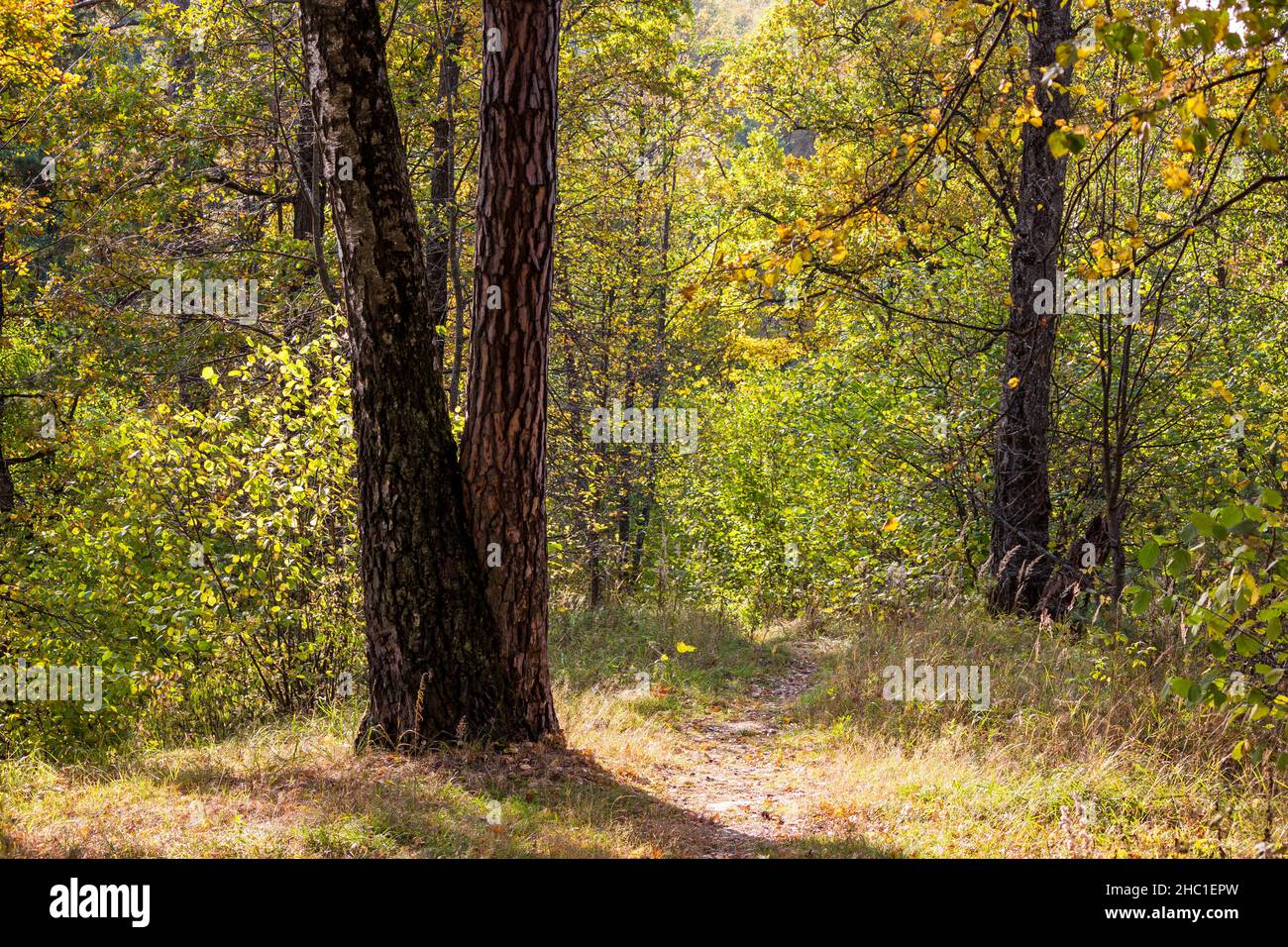 Birch and pine growing together in a beautiful grove. Common base for ...