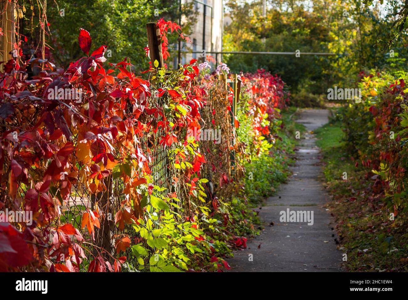 Cozy courtyard with colorful Virginia creeper (Parthenocissus ...