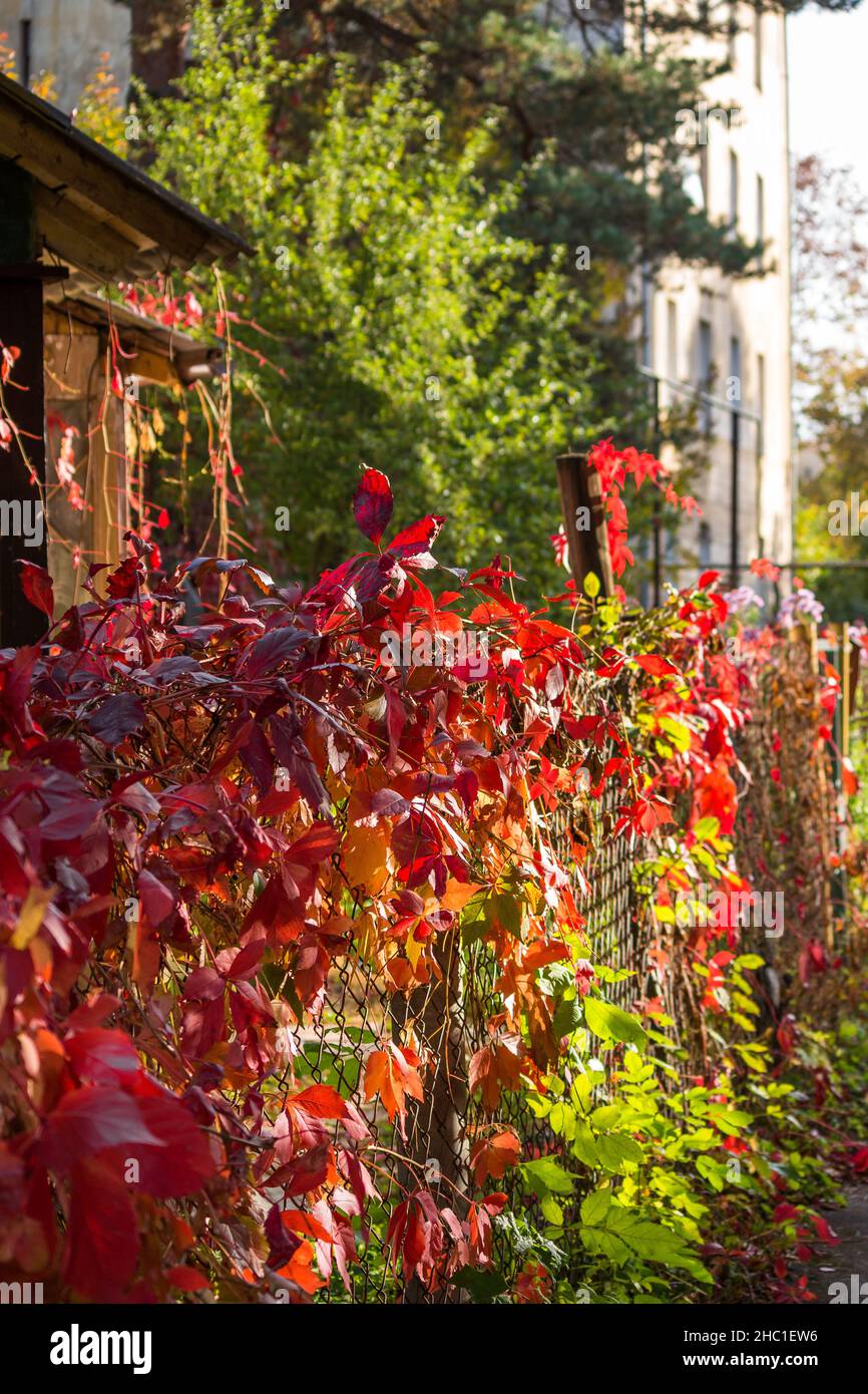 Virginia creeper on fence hi-res stock photography and images - Alamy