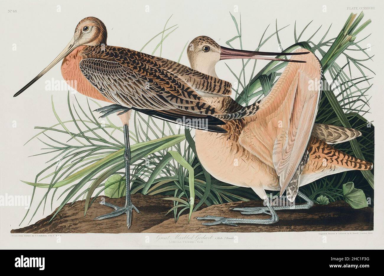 Godwit drawing hi-res stock photography and images - Alamy