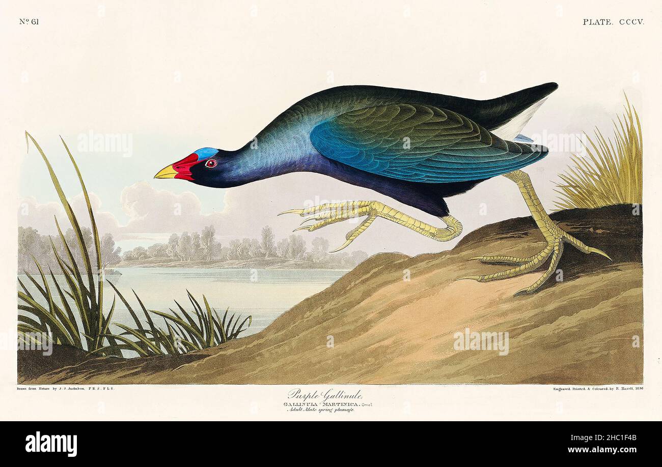 Drawing of the purple gallinule hi-res stock photography and images - Alamy