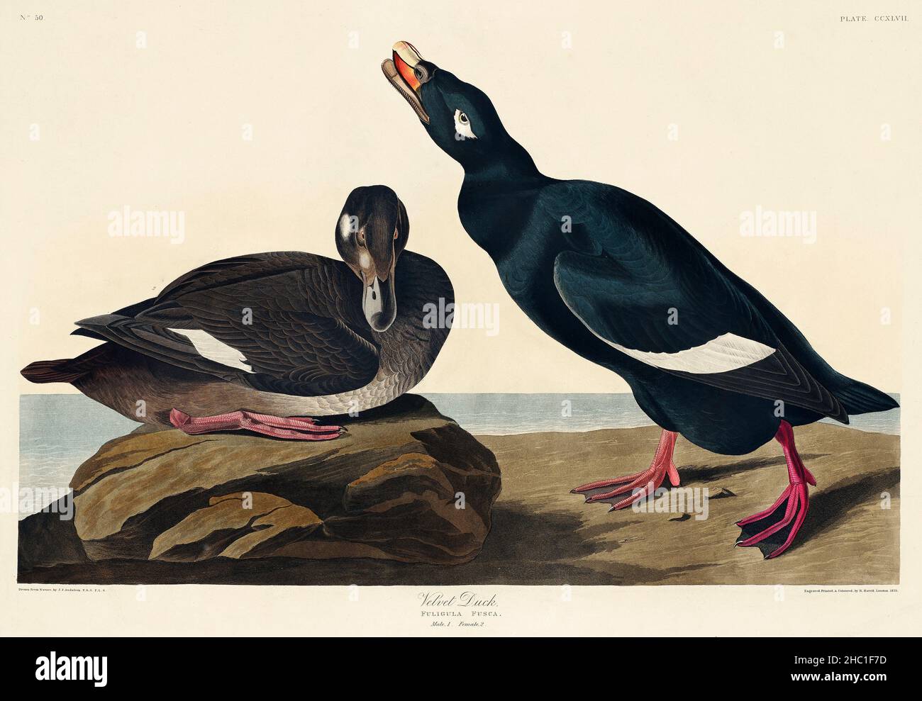 M deglandi hi-res stock photography and images - Alamy