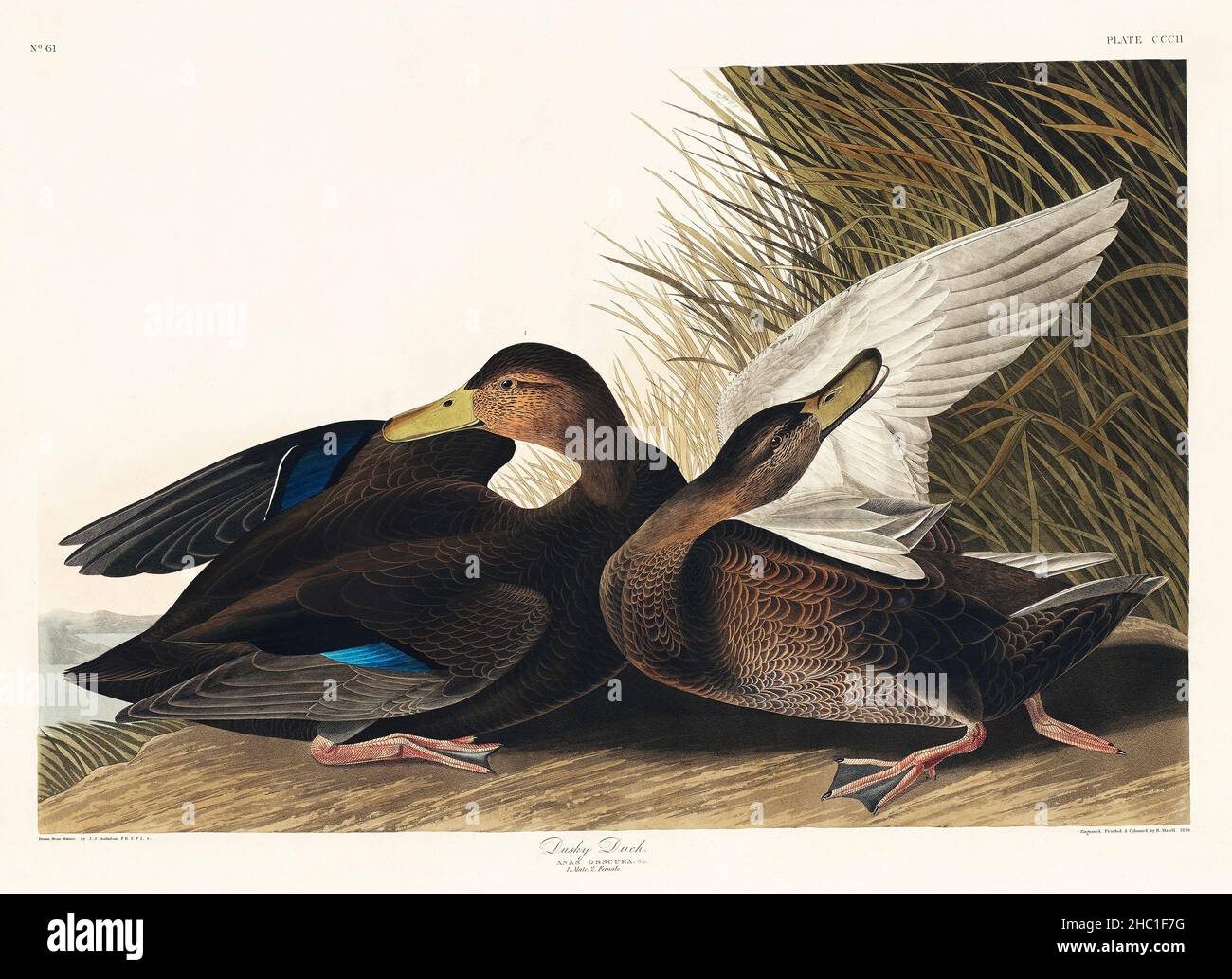 Dusky Duck from Birds of America (1827) by John James Audubon (1785 ...