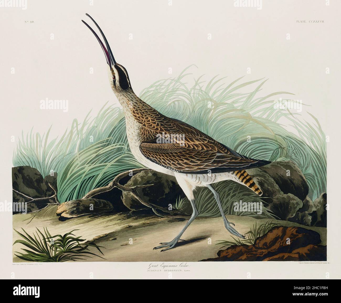 Hudsonian Curlew from Birds of America (1827) by John James Audubon ...