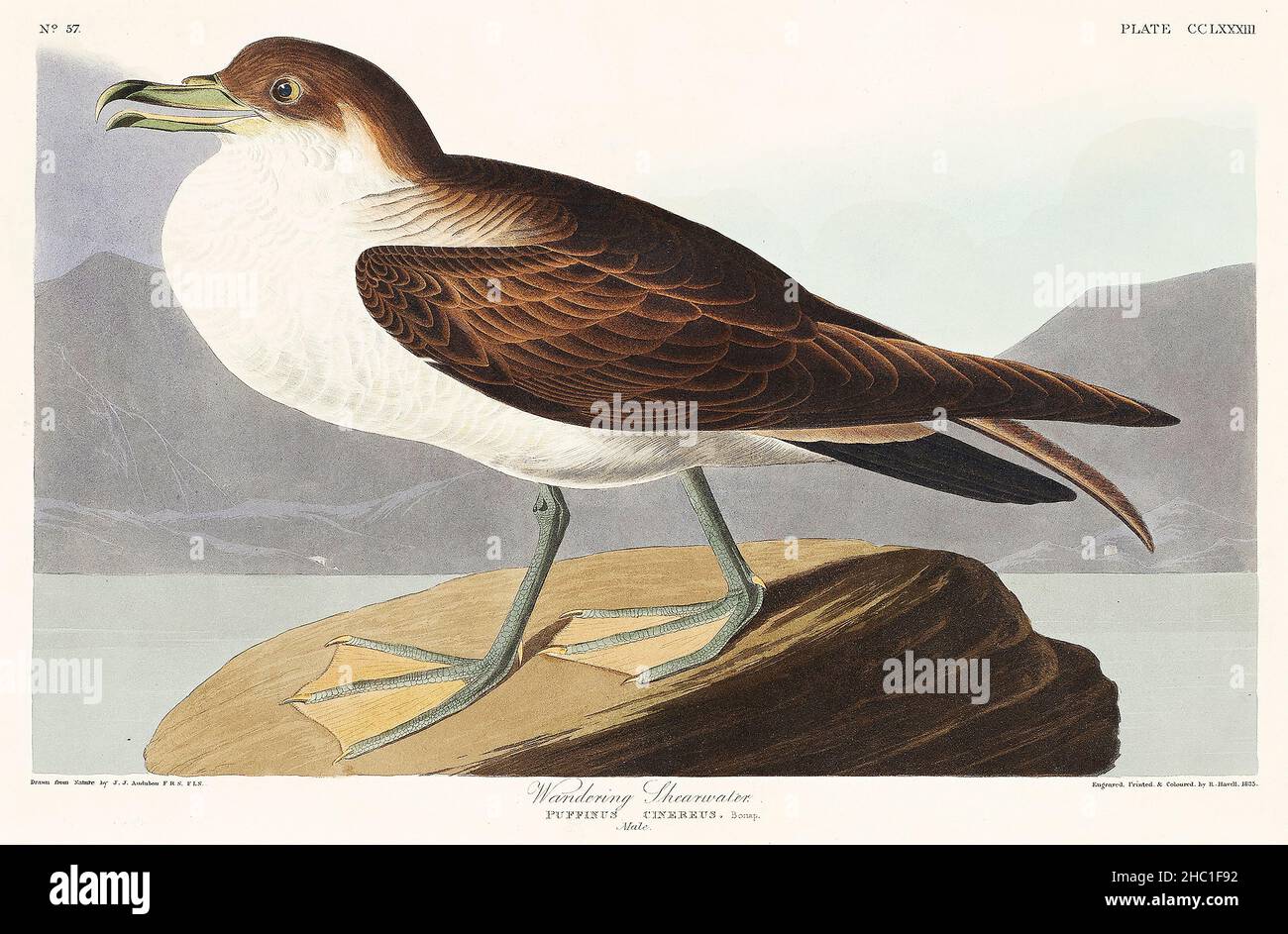 Wandering Shearwater from Birds of America (1827) by John James Audubon ...