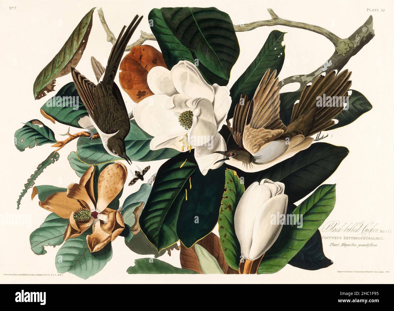 Black-billed Cuckoo from Birds of America (1827) by John James Audubon ...