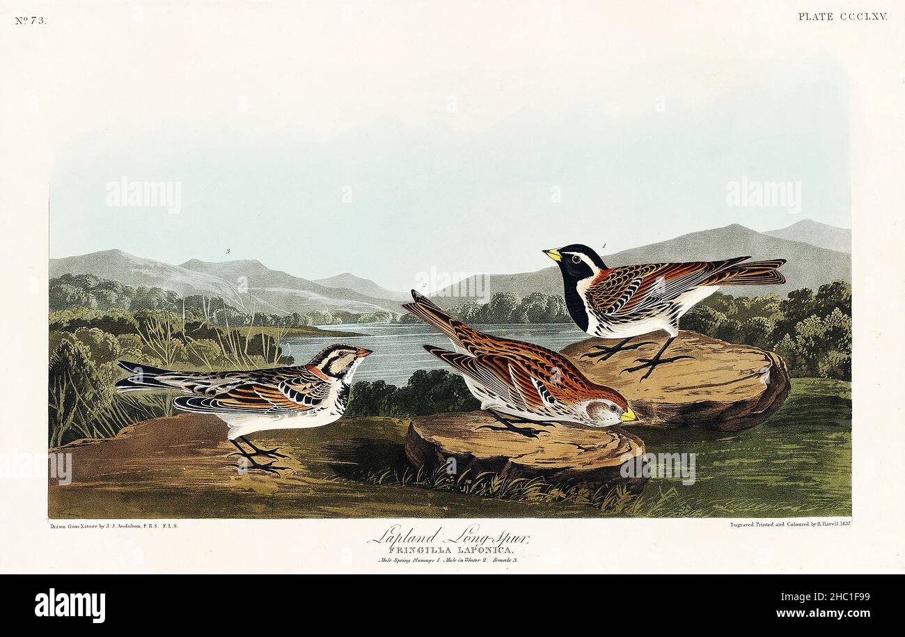 Lapland long spur hi-res stock photography and images - Alamy