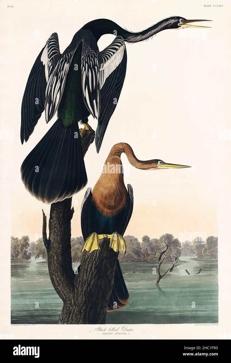Black-bellied Darter from Birds of America (1827) by John James Audubon ...