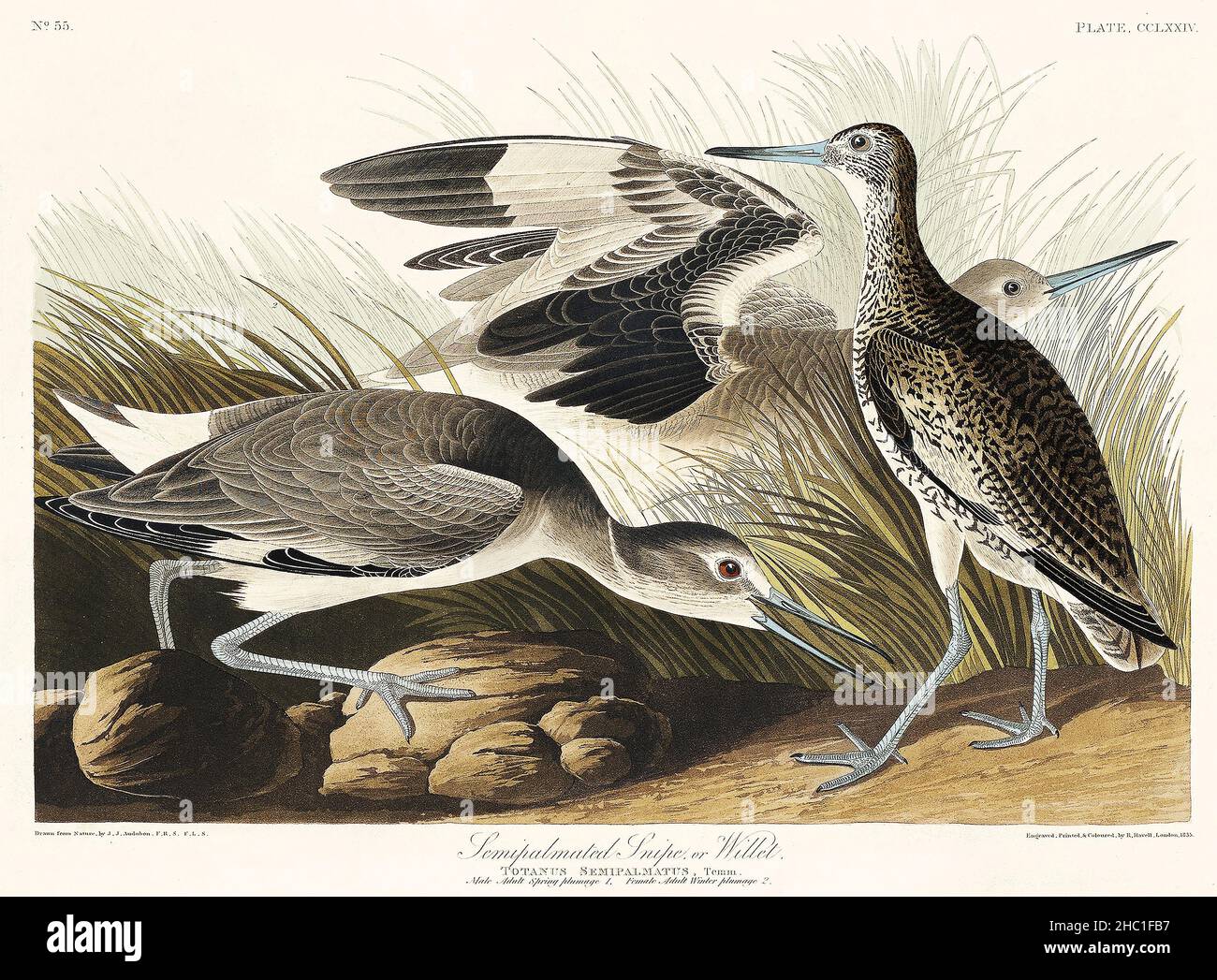 Snipe art hi-res stock photography and images - Alamy