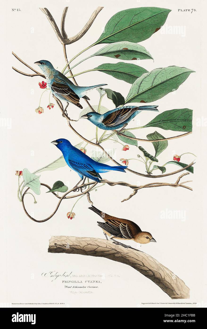 Indigo Bird from Birds of America (1827) by John James Audubon (1785 ...