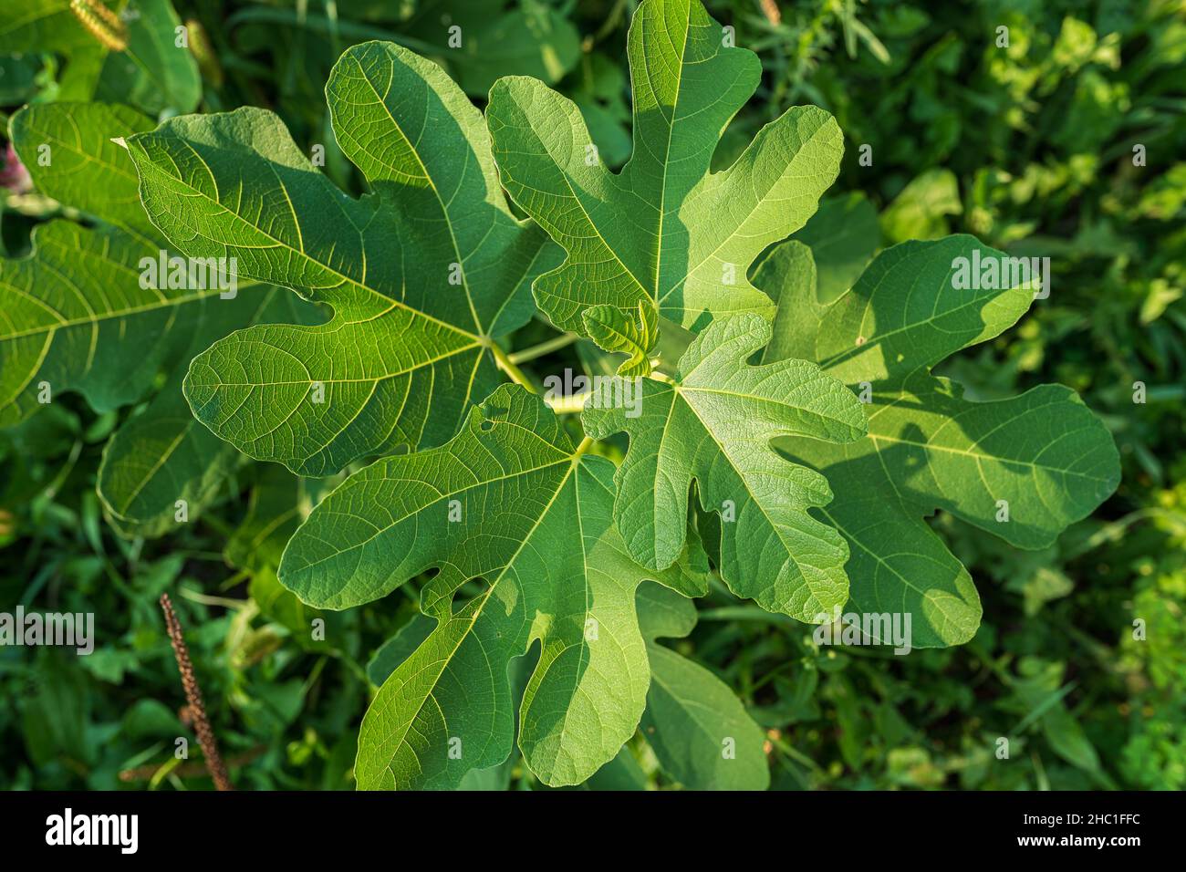 Fig tree leaves top view. Nice green color. Young fresh sprout of tree ...