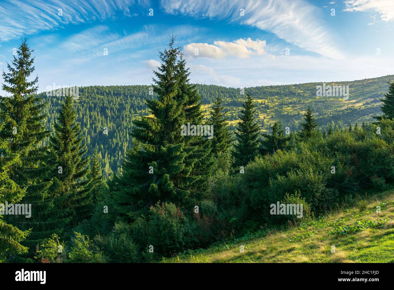 fir forest on the hill. beautiful nature scenery on a sunny morning ...