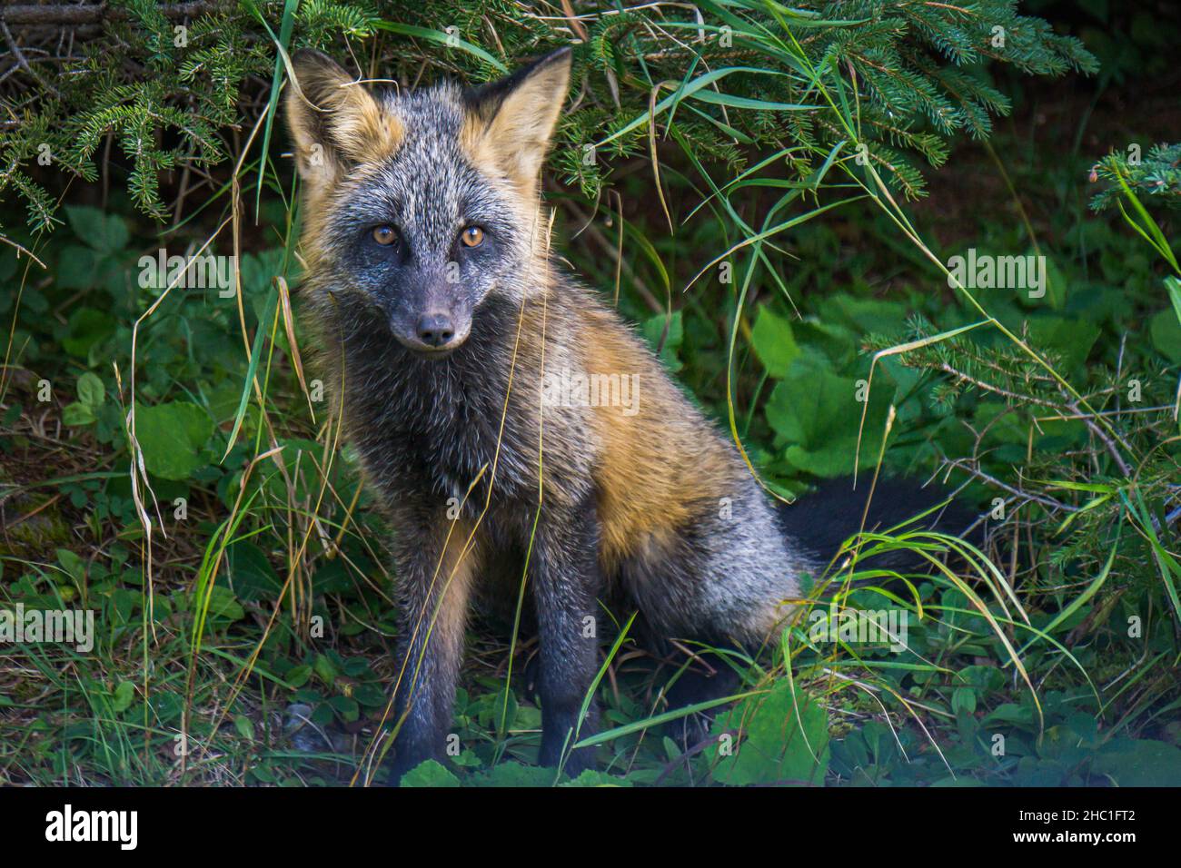 Hybrid of gray and red fox on Anticosti Island, an island located in ...