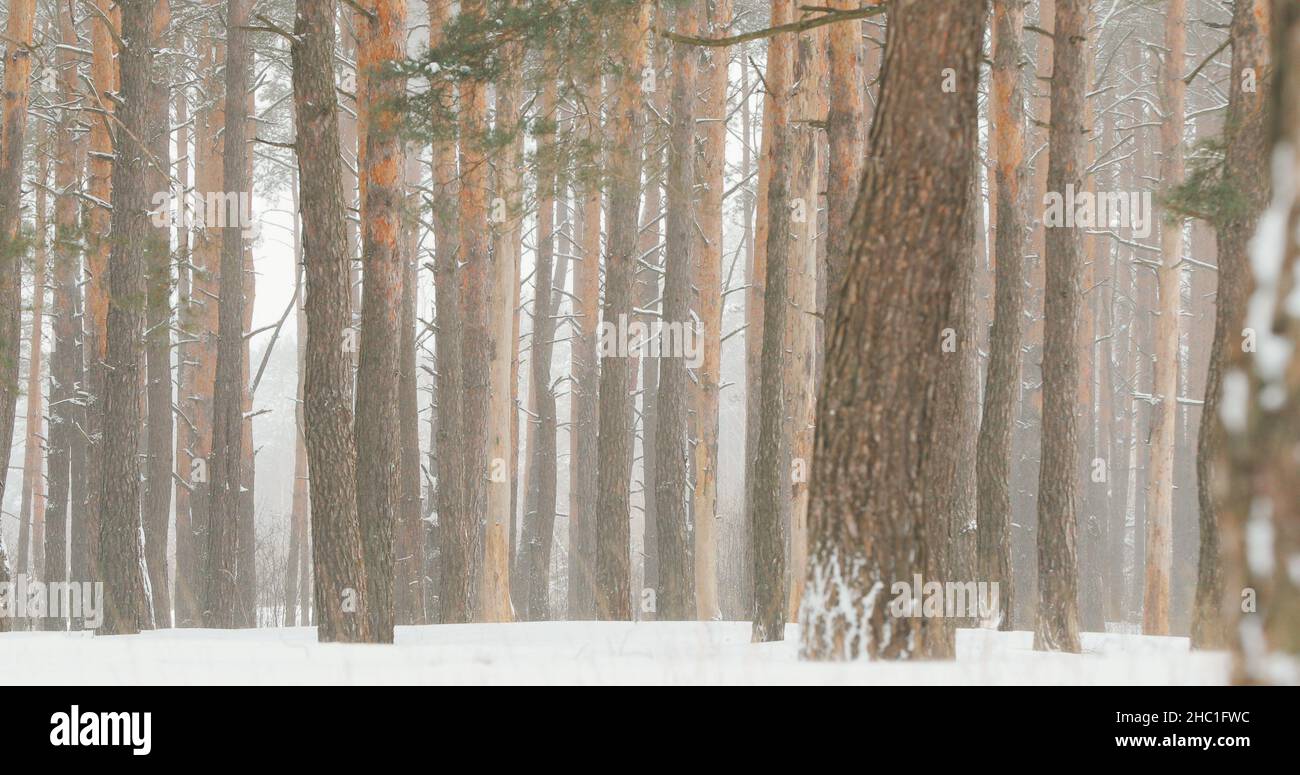 4K Beautiful Snowy White Forest In Winter Frosty Day. Snowing In Winter ...