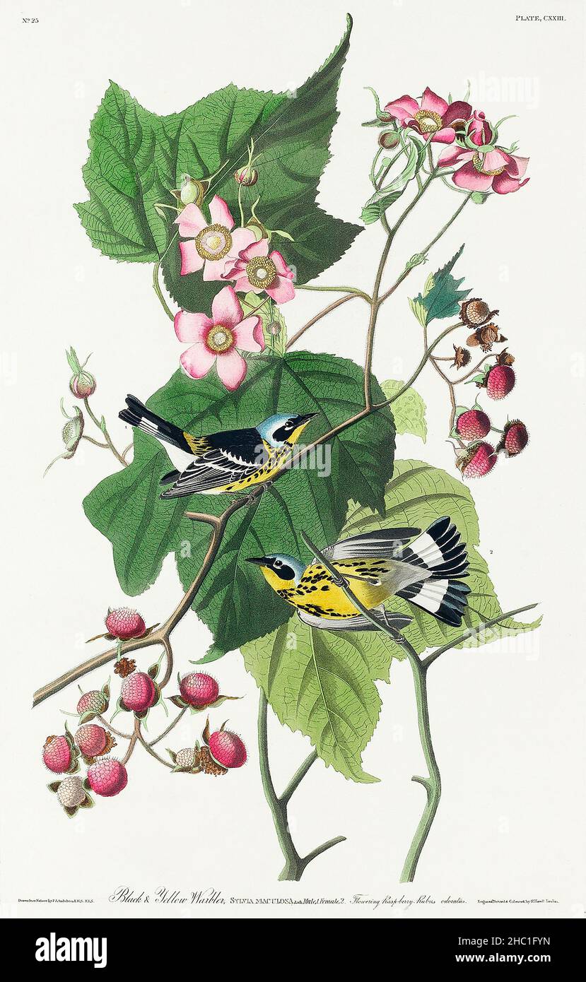 Black & Yellow Warblers from Birds of America (1827) by John James ...
