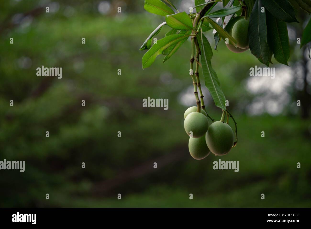Full mango tree hi-res stock photography and images - Alamy
