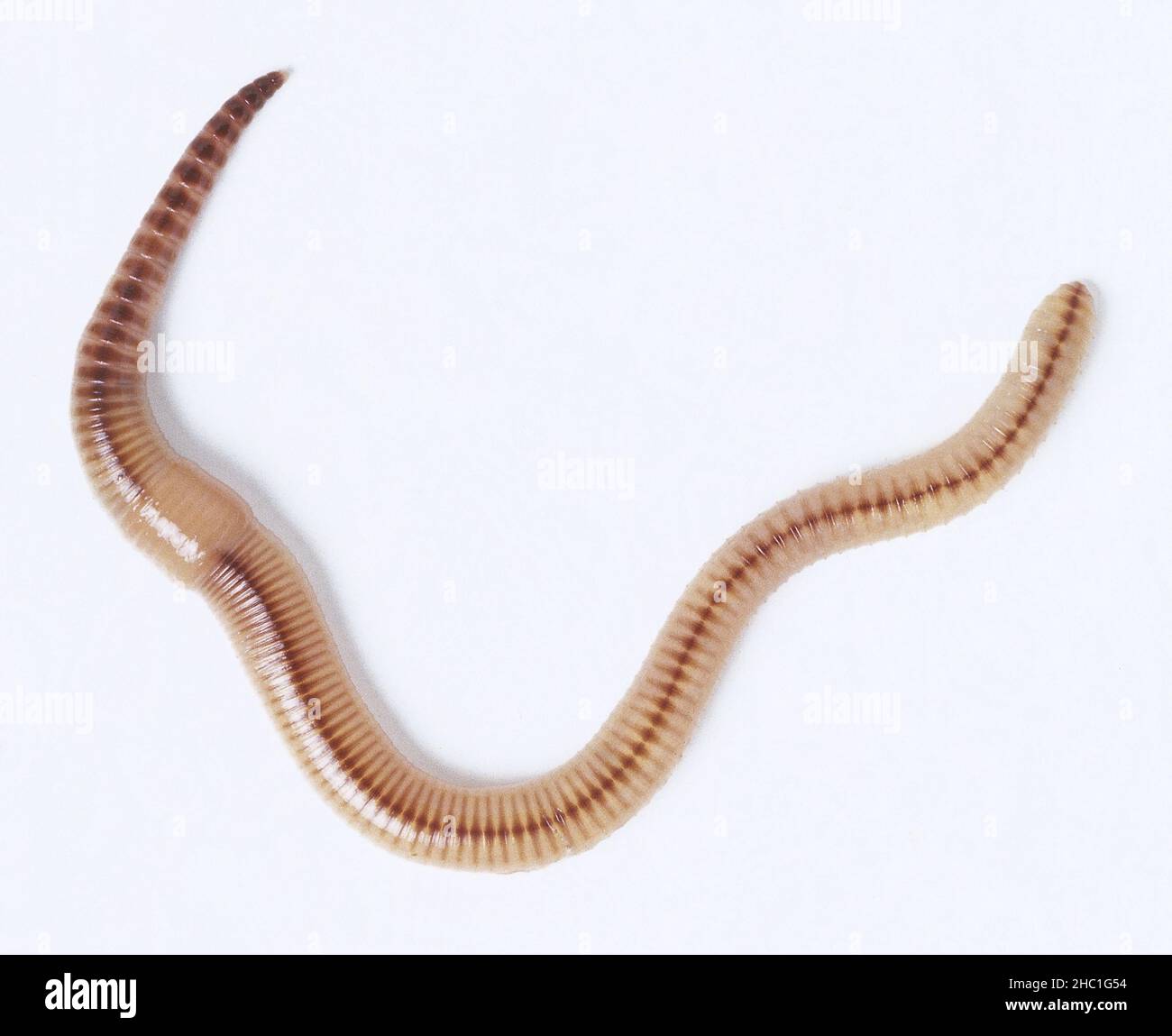 Anatomy of the earthworm hi-res stock photography and images - Alamy
