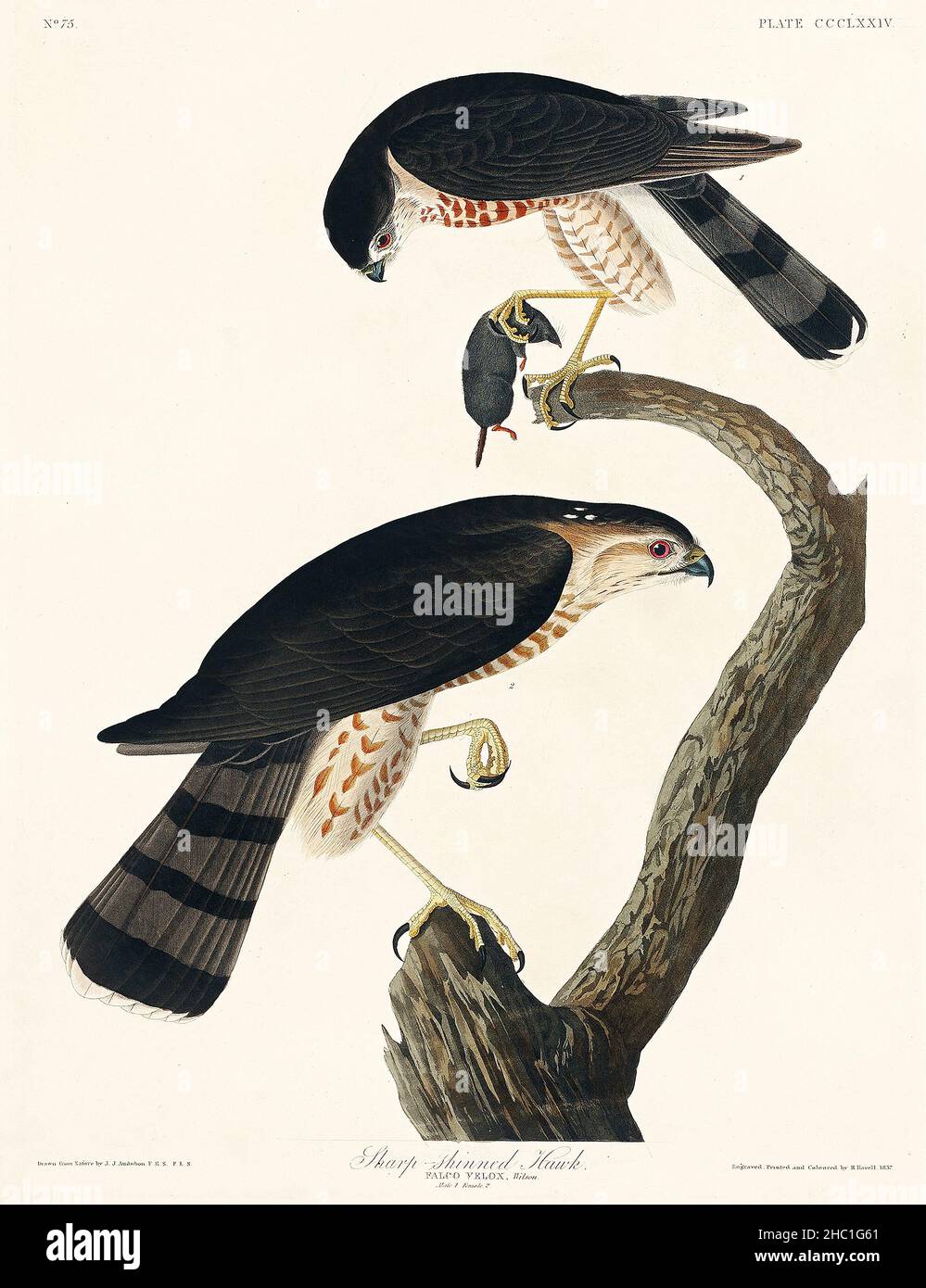 Sharp-shinned Hawk from Birds of America (1827) by John James Audubon ...