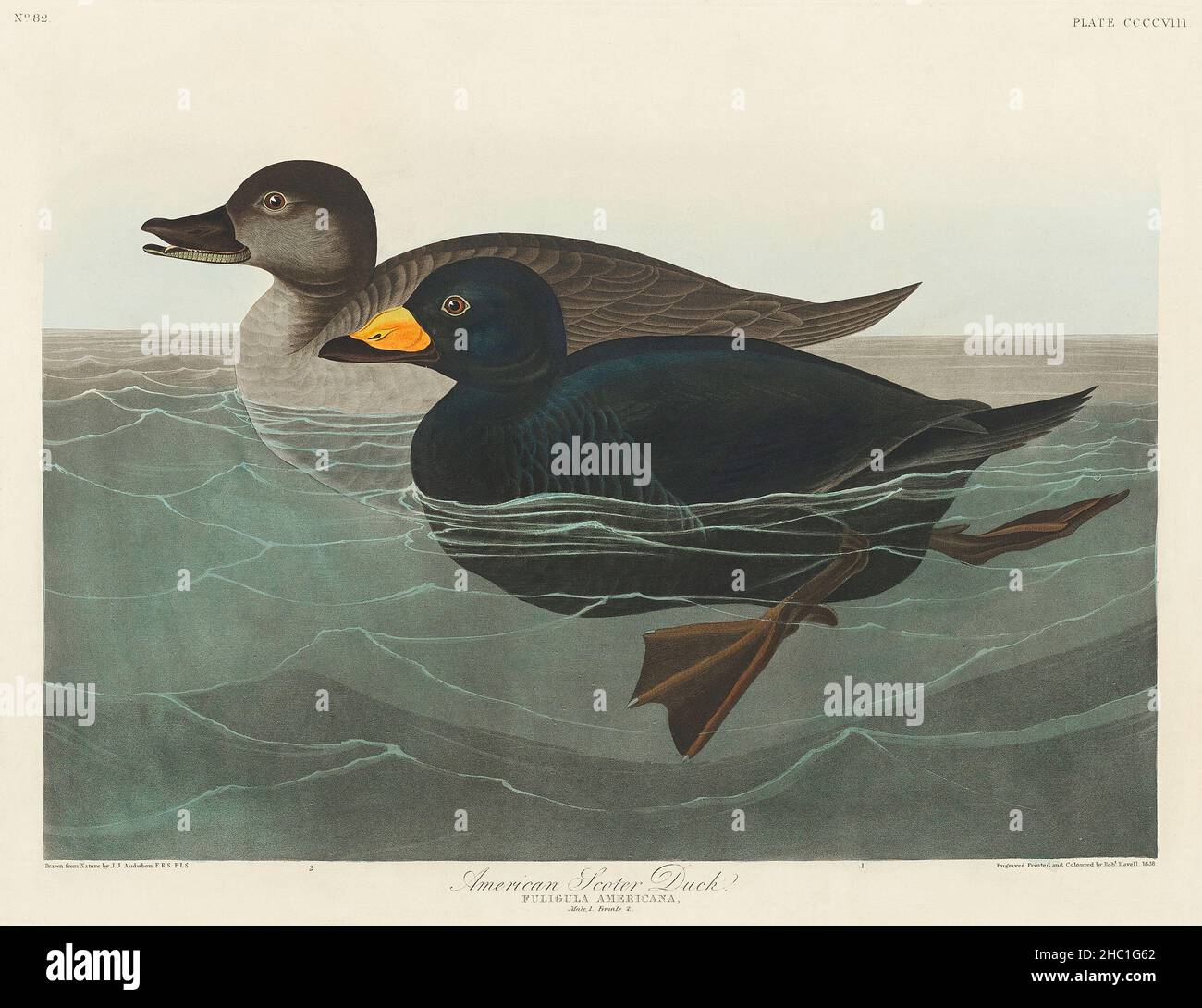 American Scoter Duck from Birds of America (1827) by John James Audubon ...