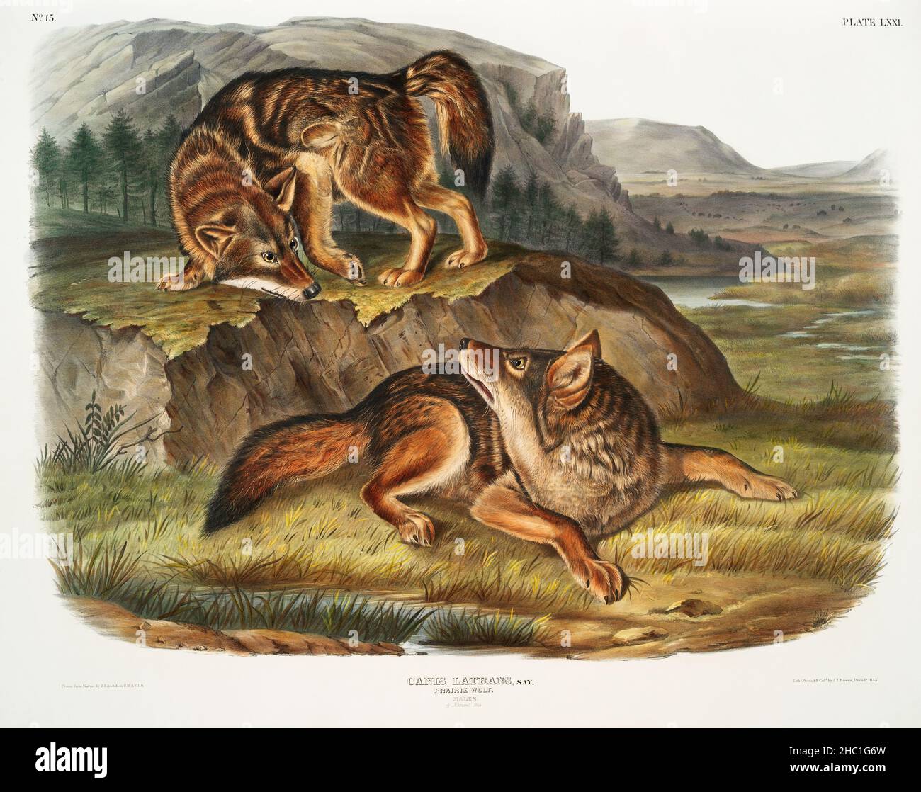 The prairie wolf hi-res stock photography and images - Alamy