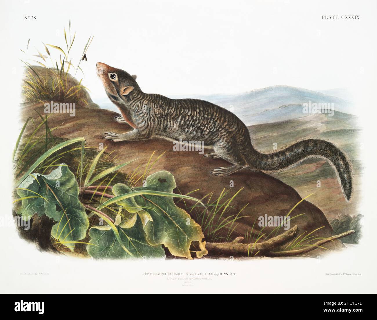 Large-tailed Spermophile (Spermophilus macrourus) from the viviparous ...