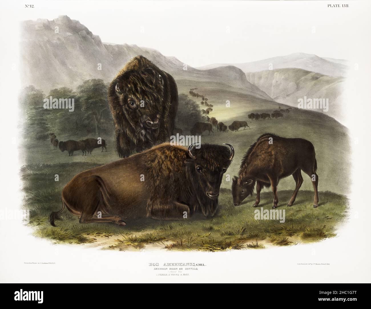 American Bison (Bos Americanus) from the viviparous quadrupeds of North ...