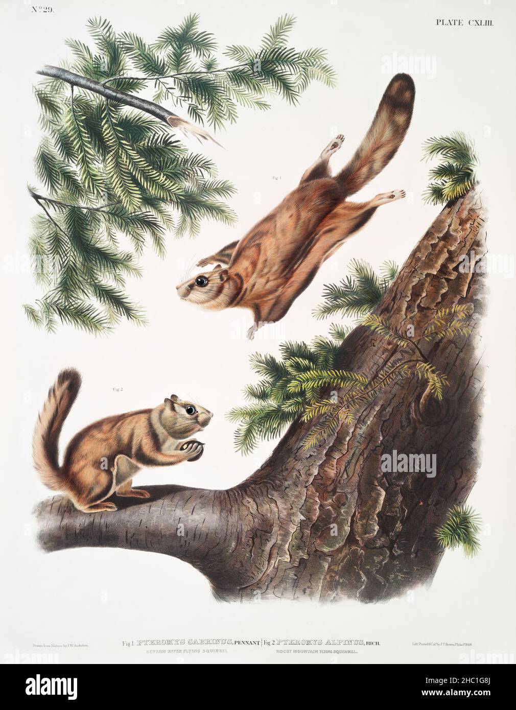 Rocky The Flying Squirrel And Bullwinkle