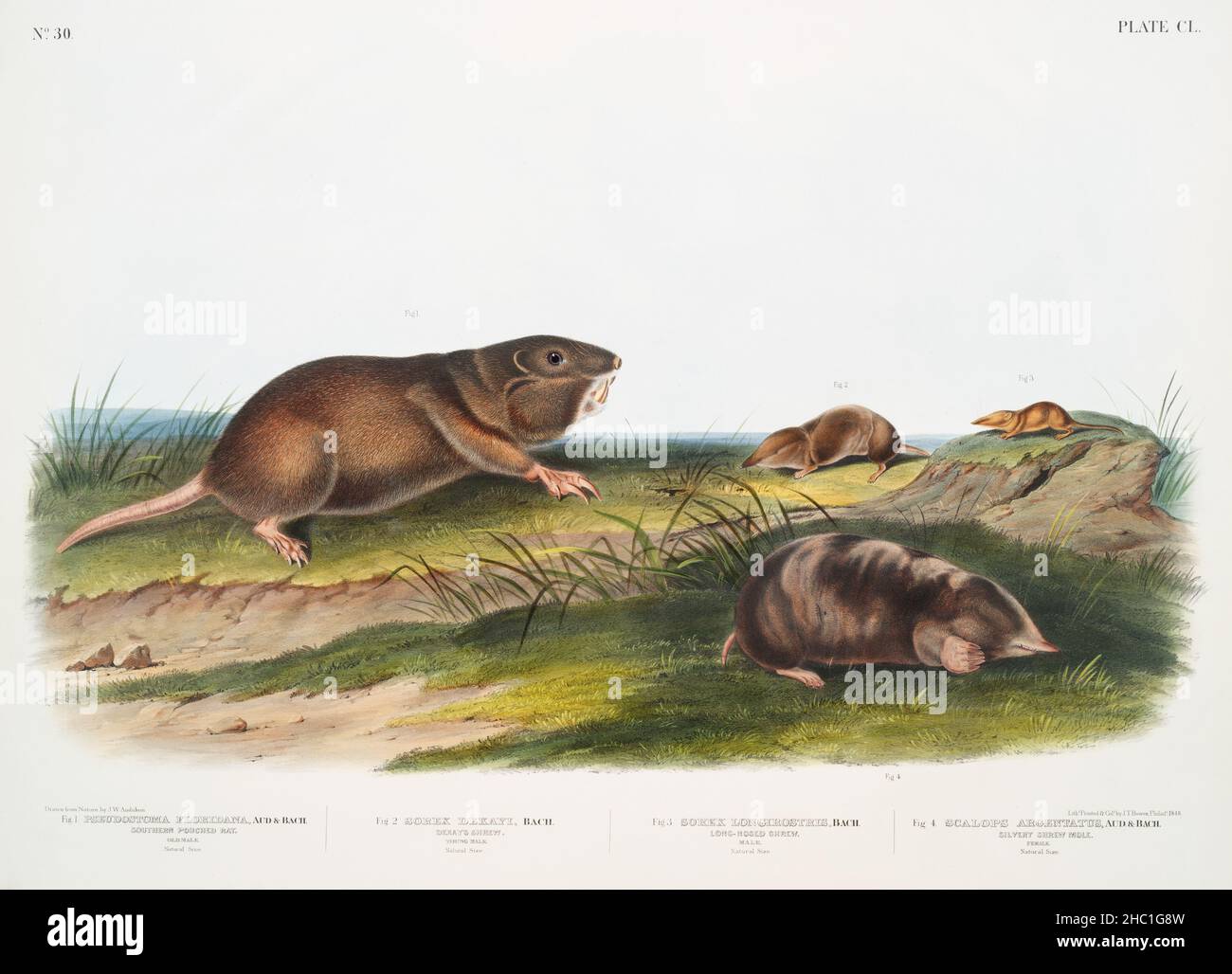 Southern Pouched Rat, Dekay's Shrew, Long-nosed Shrew and Silvery Shrew ...