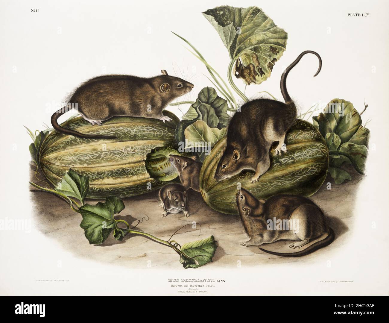 Brown rat, or Norway rat (Mus decumanus) from the viviparous quadrupeds ...