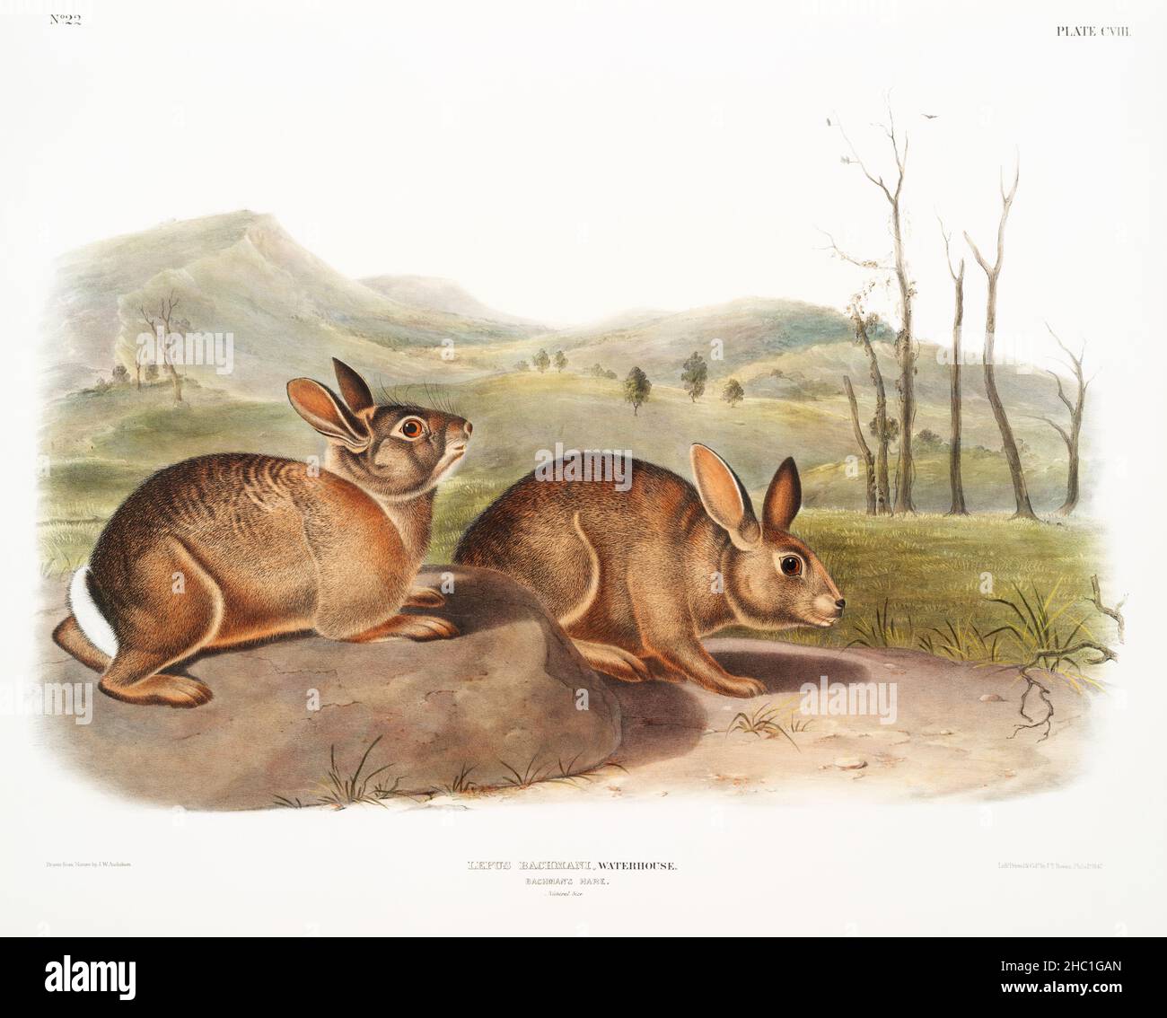 Bachman's Hare (Lepus Bachmani) from the viviparous quadrupeds of North ...