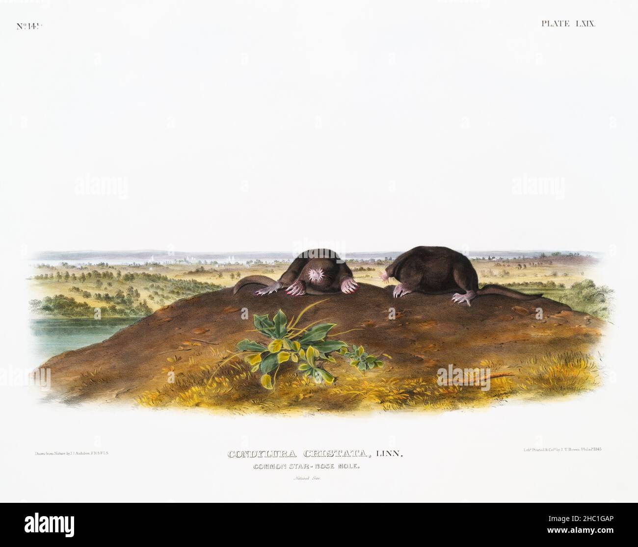 Star-nose Mole (Condylura cristata) from the viviparous quadrupeds of ...