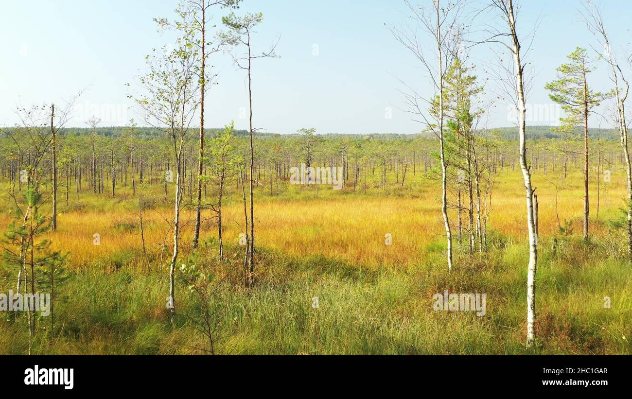 Swamp in 4k hi-res stock photography and images - Alamy