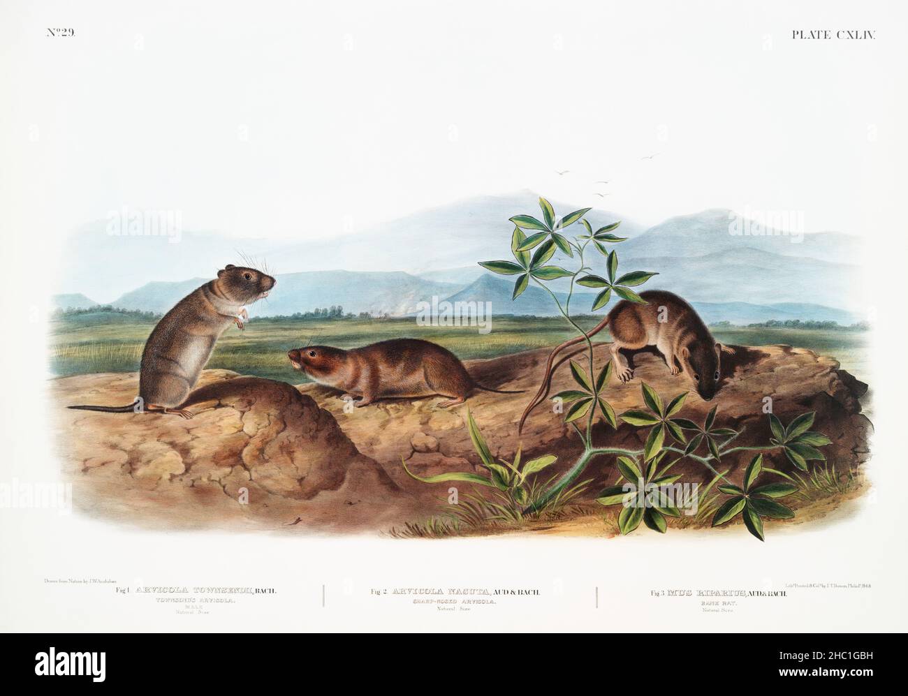 Arvicola nasuta hi-res stock photography and images - Alamy