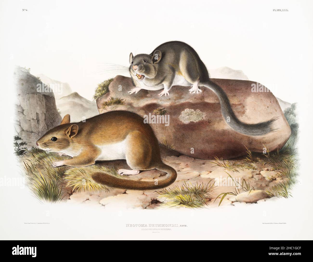 Rocky Mountain Neotoma (Neotoma Drummondii) from the viviparous ...