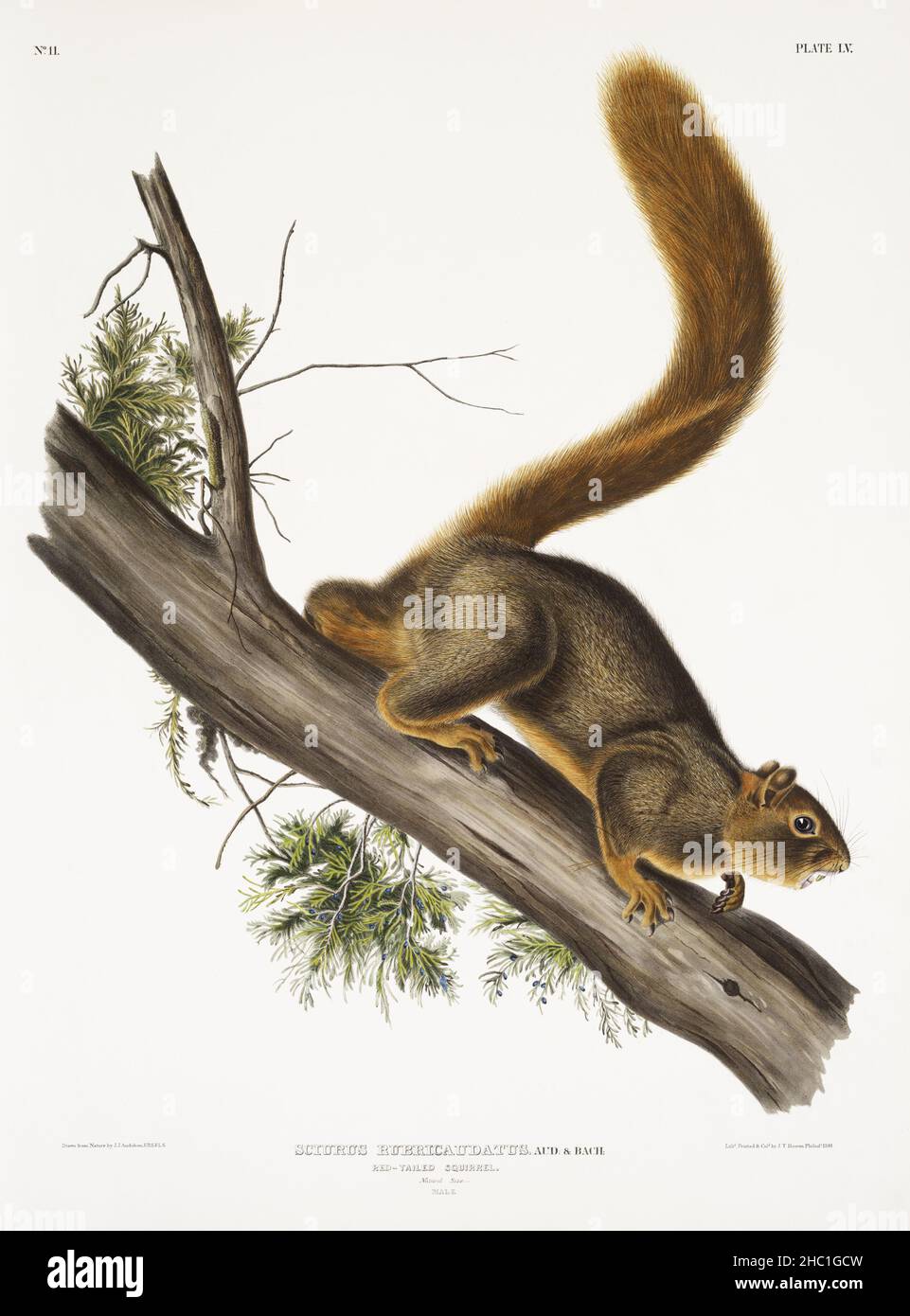 Red squirrel artwork hi-res stock photography and images - Alamy