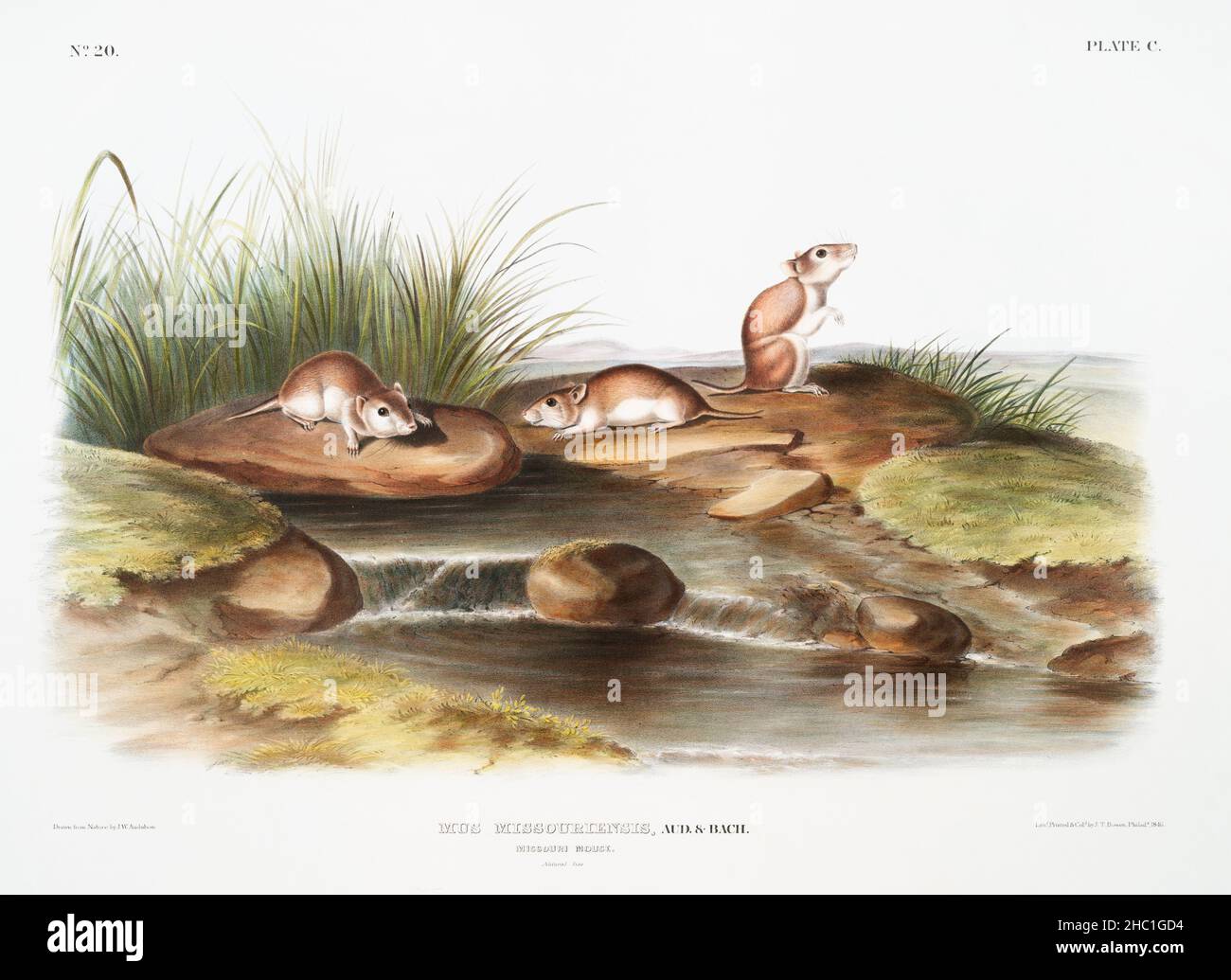 Missouri Mouse (Mus missouriensis) from the viviparous quadrupeds of ...