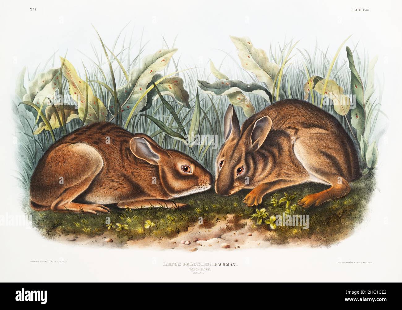 Marsh Hare (Lepus palustris) from the viviparous quadrupeds of North ...