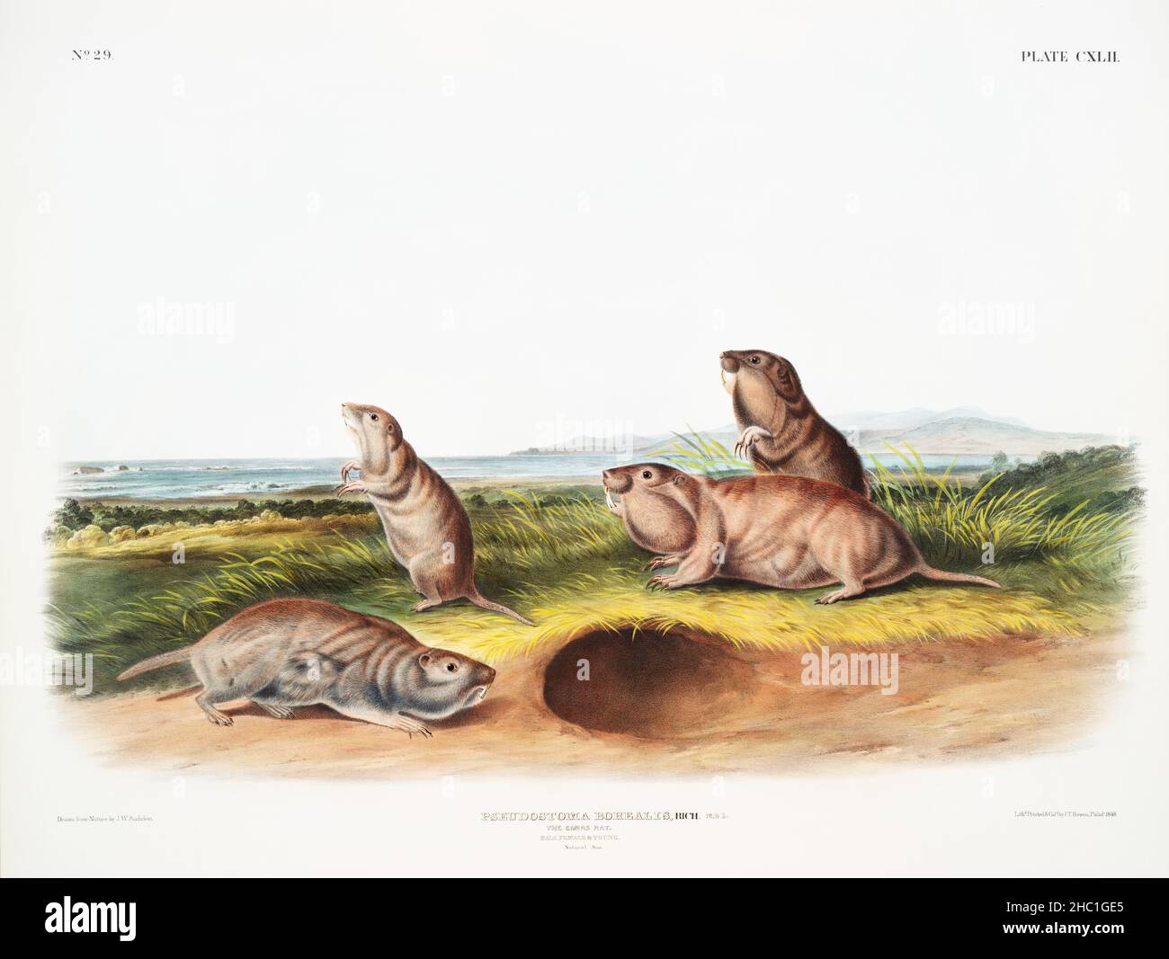 Camas Rat (Pseudostoma Borealis) from the viviparous quadrupeds of ...